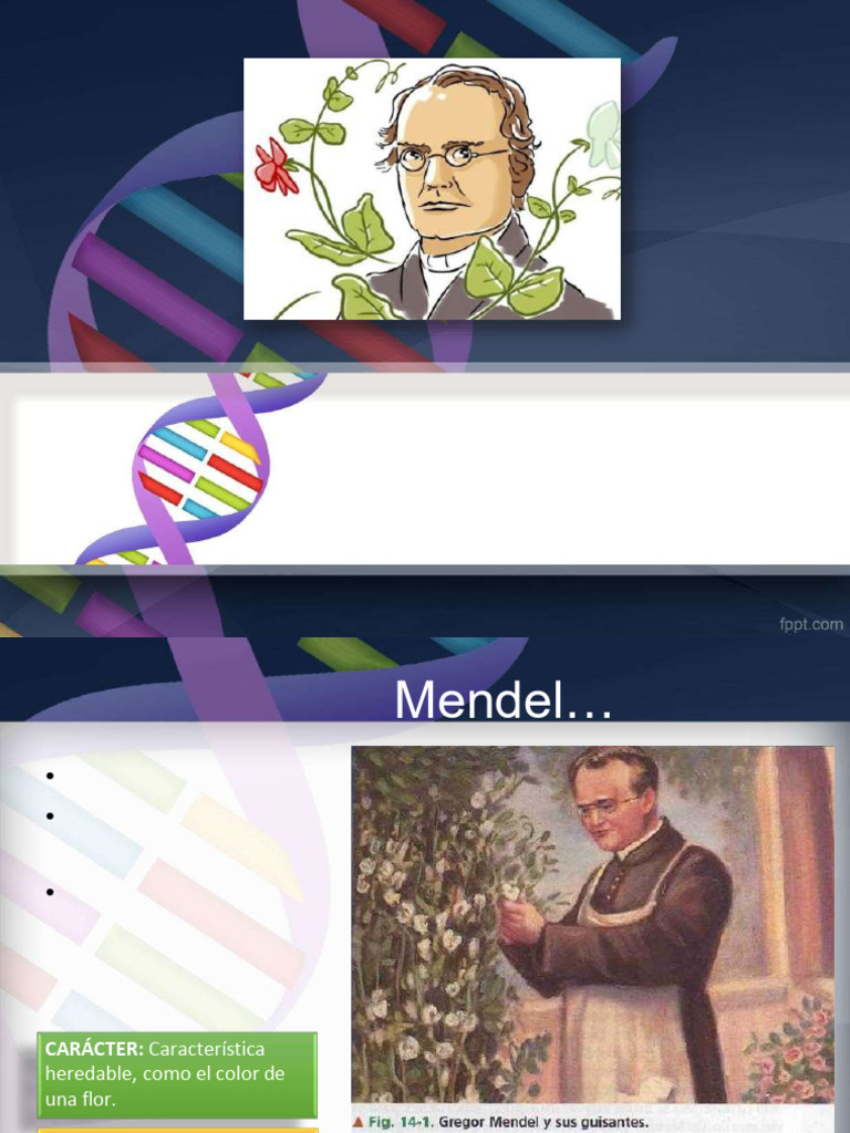 Clase 11 - Mendel y El Concepto de Gen | PDF | Alelo | Dominancia ...