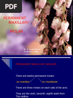 13 - Maxillary 2. Molar | PDF | Dental Anatomy | Tooth