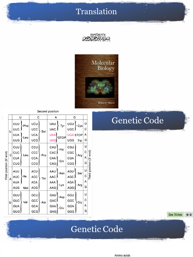 Genetic Code & Translation | PDF | Translation (Biology) | Ribosome