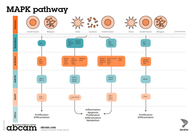 MAPK Pathway Overview and Steps | PDF | Extracellular Signal Regulated ...