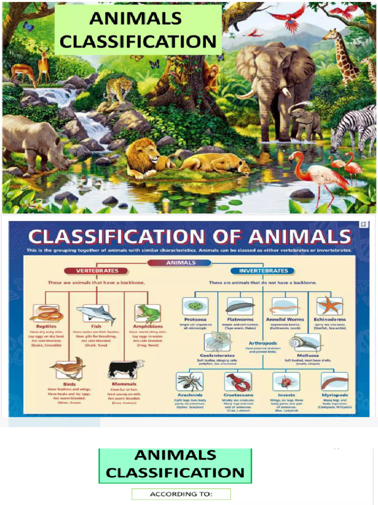 Animal Classification | PDF