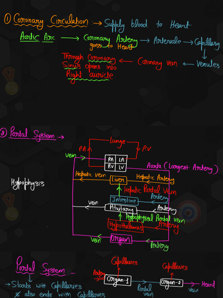 Portal Circulation | PDF