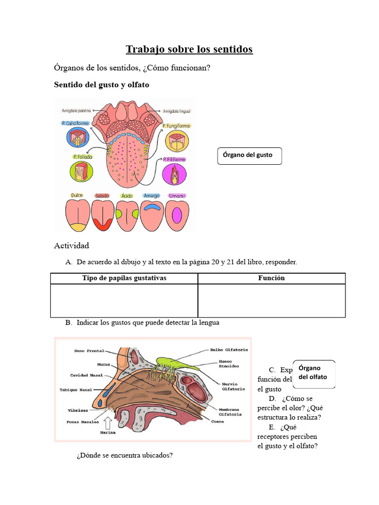Anatomía y Funciones de los Sentidos | PDF