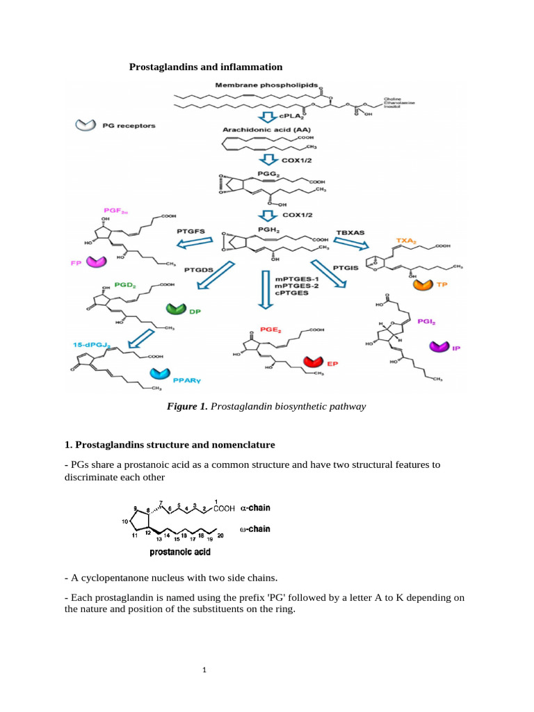 PGs Structure and Nomeclature May 23 2025 | PDF | Prostaglandin ...