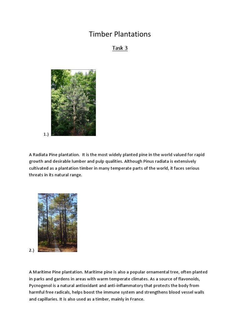 Overview of Timber Plantations: Pine Types | PDF