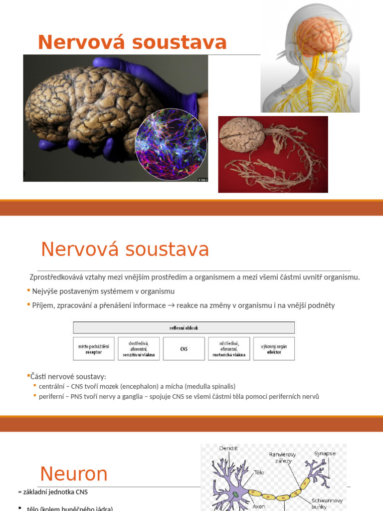 Nervová Soustava-1 | PDF