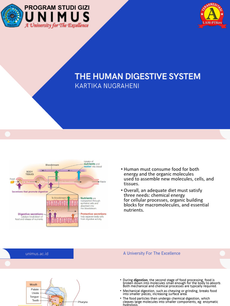 The Human Digestive System | PDF | Digestion | Stomach