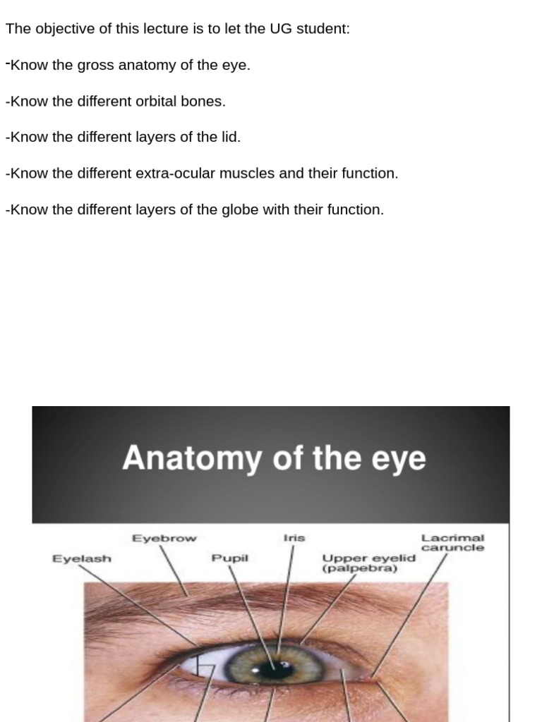 Anatomy and Physiology 333 | PDF | Retina | Visual System