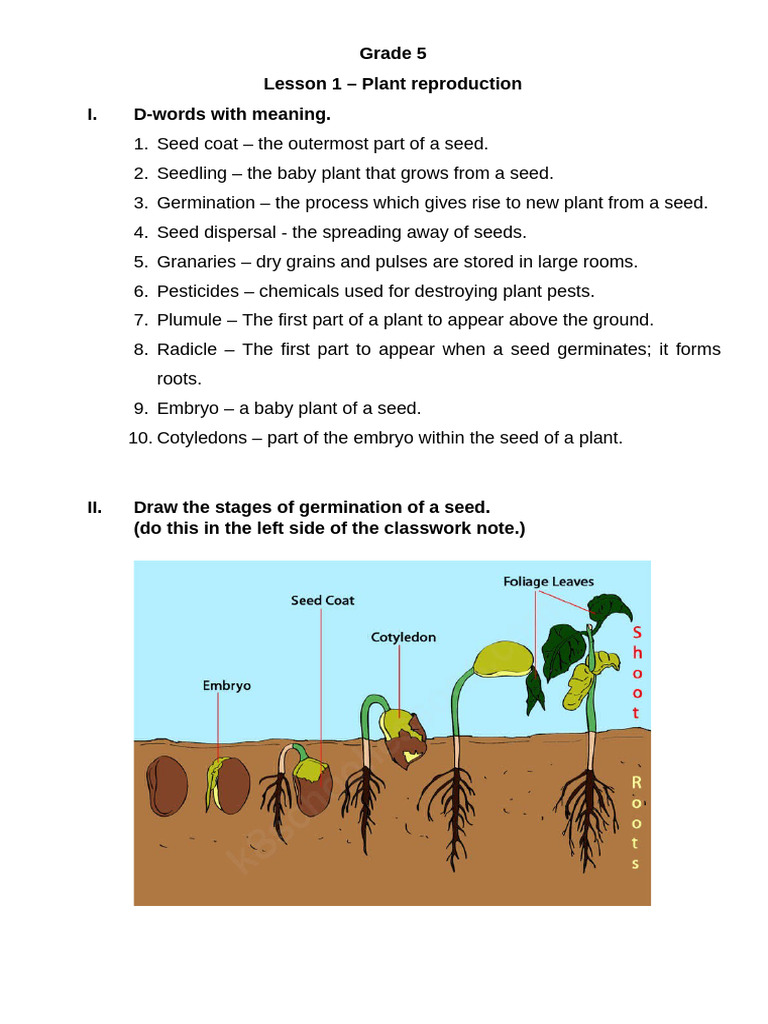 Plant Reproduction for Grade 5 Students | PDF