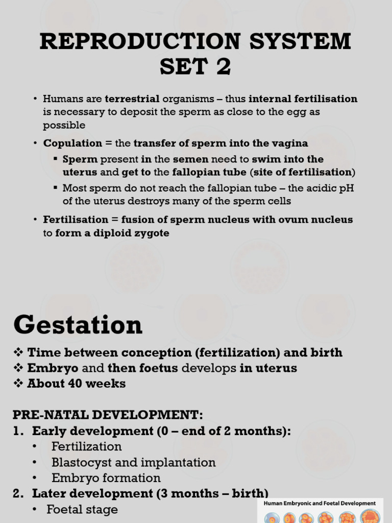 Human Reproduction and Prenatal Development | PDF | Fertilisation ...