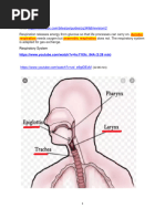 ? IGCSE Biology Chapter 11 Notes | PDF | Respiratory System ...