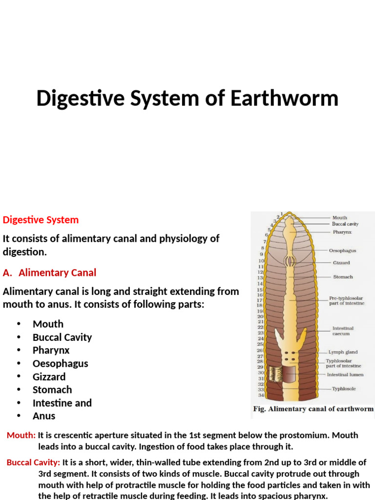 Digestive System of Earthworm | PDF | Digestion | Gastrointestinal Tract