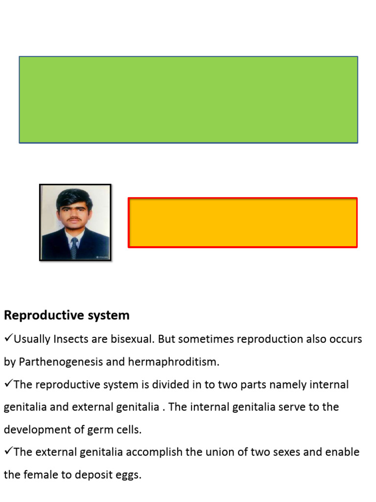 AEN 201 - Reproductive System in Insects - PPT 1 - Agri Junction | PDF ...