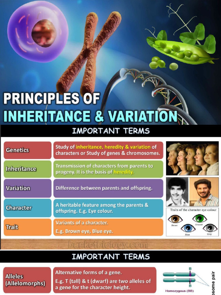 Principle of Inheritance and Variation | PDF