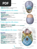Endobase y Exobase | PDF | Cráneo | Cabeza y cuello humanos