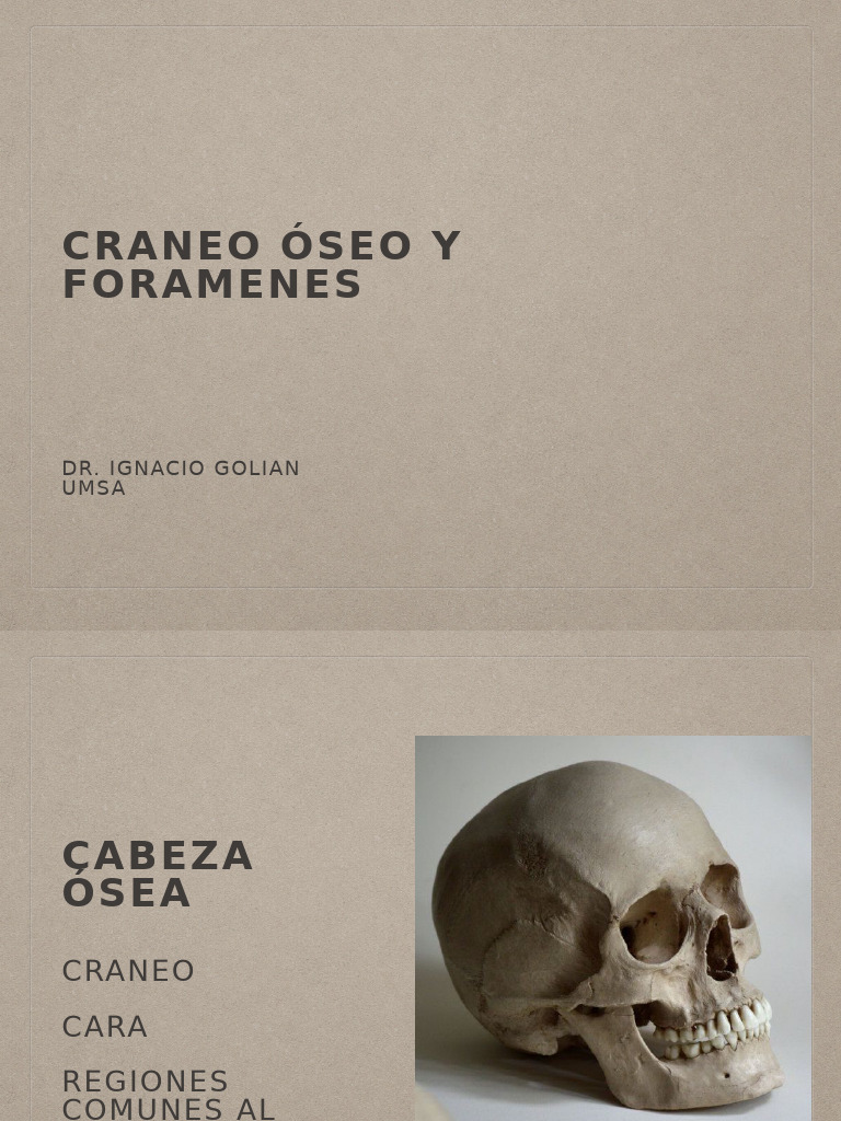 craneo | PDF