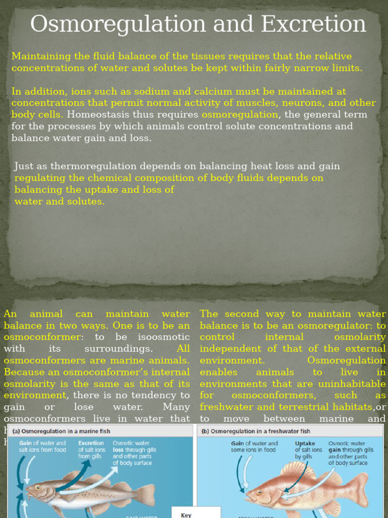 Osmoregulation and Excretion | PDF | Hormone | Neurotransmitter