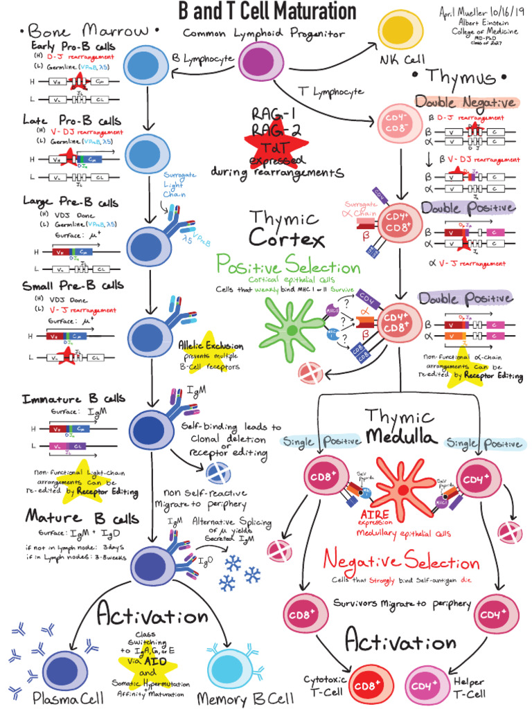 B and T Cell Maturation Process | PDF | B Cell | T Cell