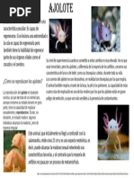 Ciclo de Vida del Ajolote | PDF