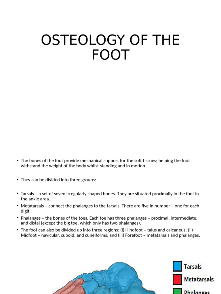 Osteology of the Foot and Ankle | PDF | Foot | Human Anatomy