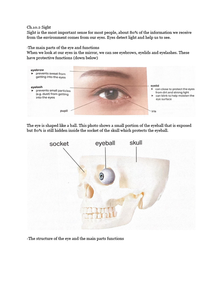 Understanding Eye Structure and Vision | PDF