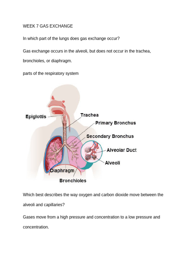 Understanding Gas Exchange and Pneumonia | PDF | Pneumonia | Chronic ...
