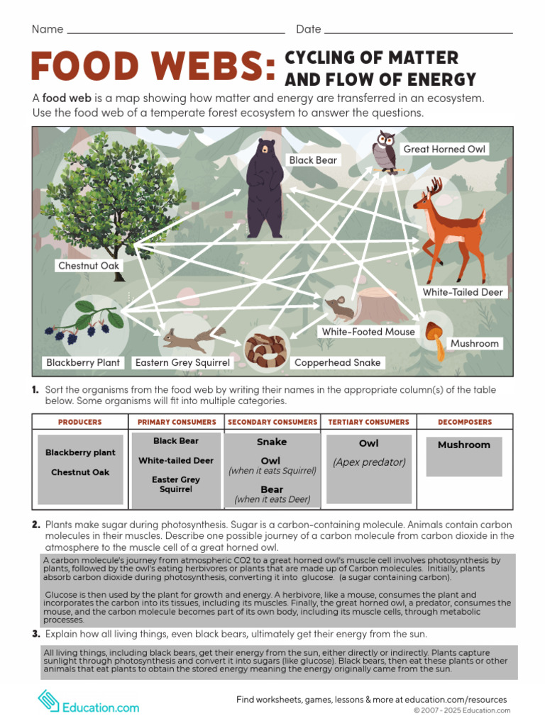 ?food-Webs-Cycling-Of-Matter-And-Flow-Of-Energy ANSWER KEY ? | PDF ...