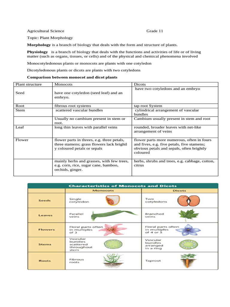 Monocots vs. Dicots: Plant Morphology Guide | PDF | Leaf | Plant Stem
