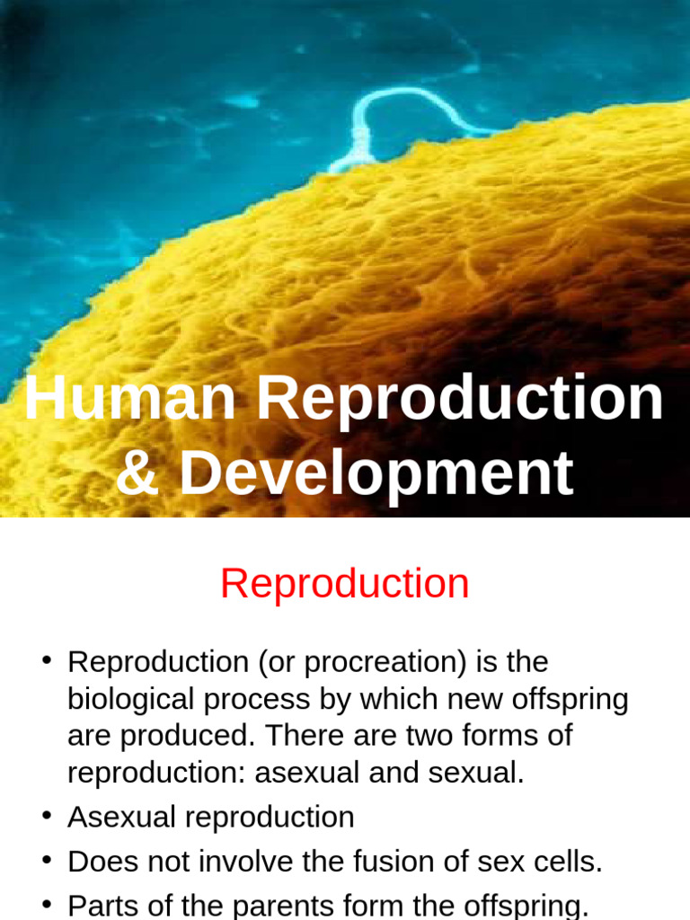 Human Reproduction II 25gxhlg | PDF | Menstrual Cycle | Reproduction