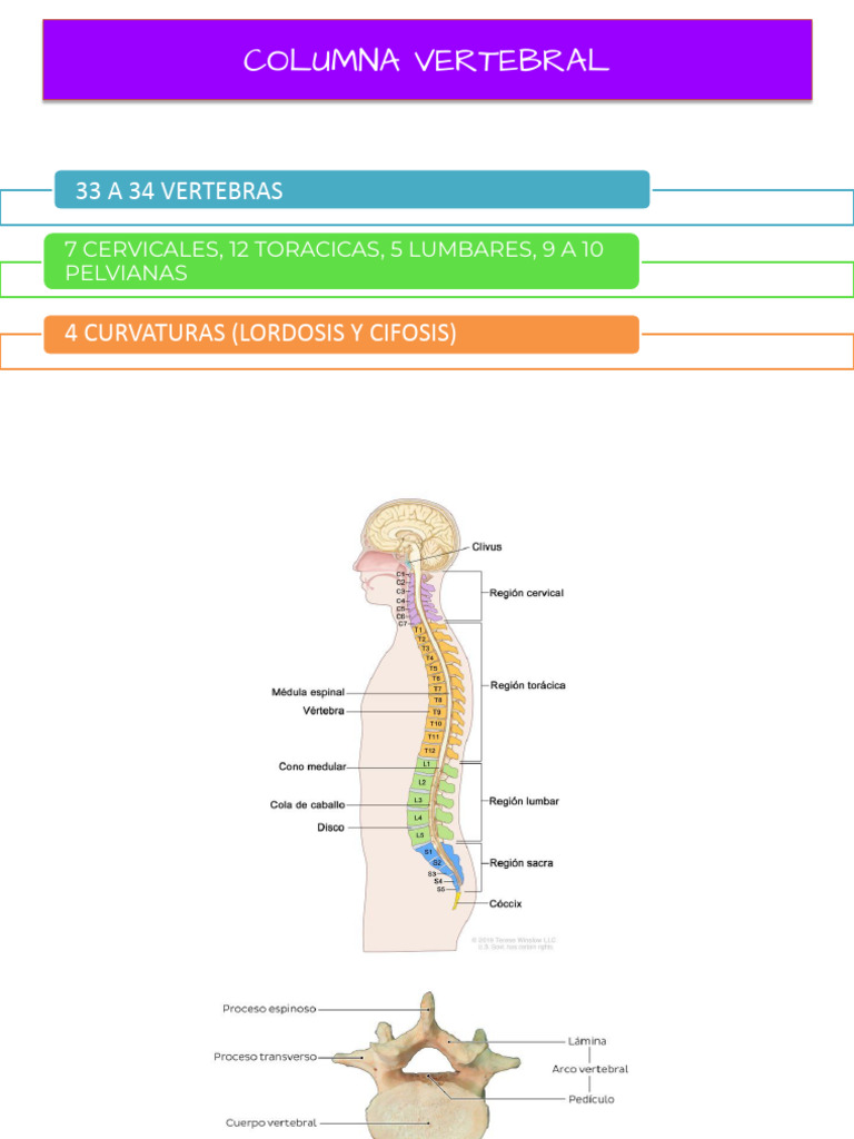 1.columna y Medula | PDF | Vértebra | Médula espinal
