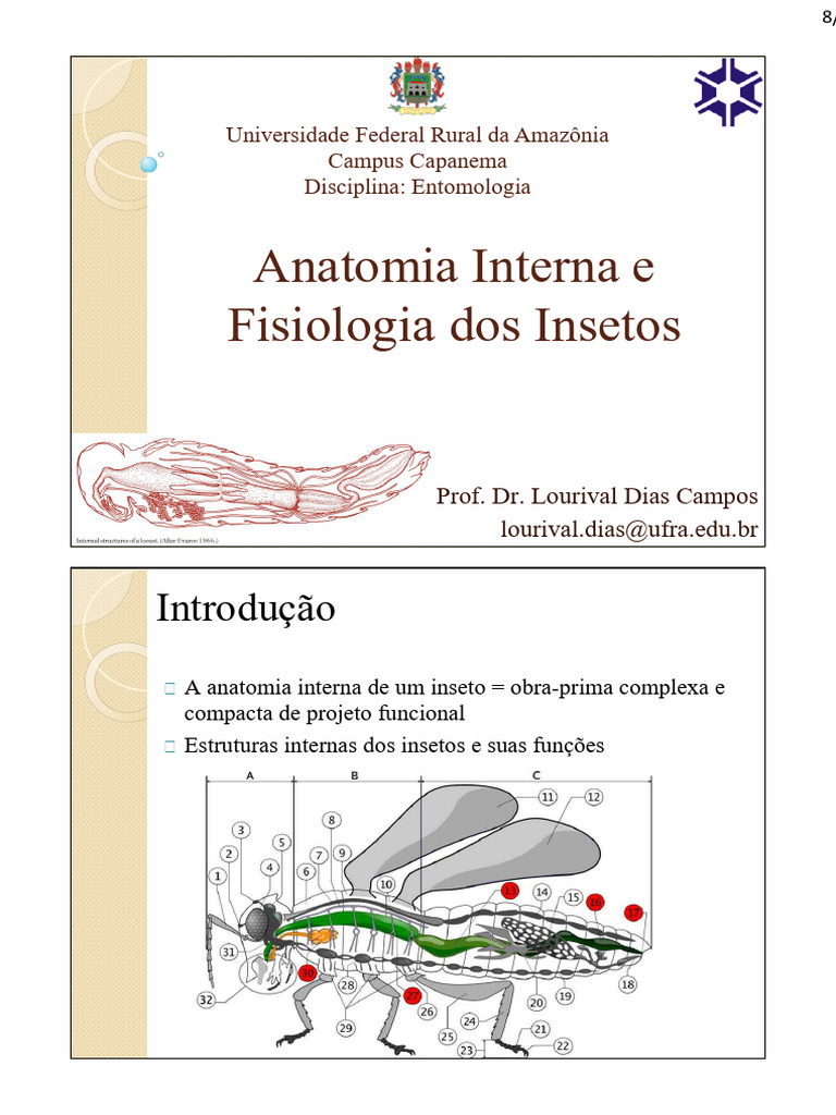 Anatomia e Fisiologia dos Insetos | PDF | Insetos | Sistema nervoso