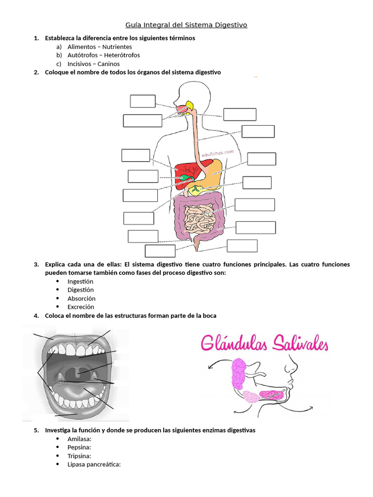 Actividades Del Sistema Digestivo | PDF | Digestión | Sistema digestivo ...