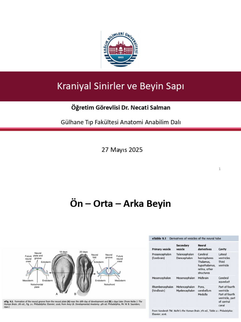 8FTR Beyin Sapı Kraniyal | PDF