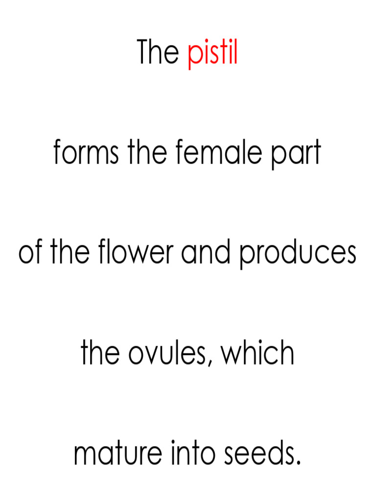 Pistil | PDF