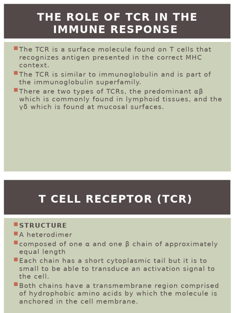 T Cell Receptor (TCR) (L-13) | PDF | T Cell | Major Histocompatibility ...