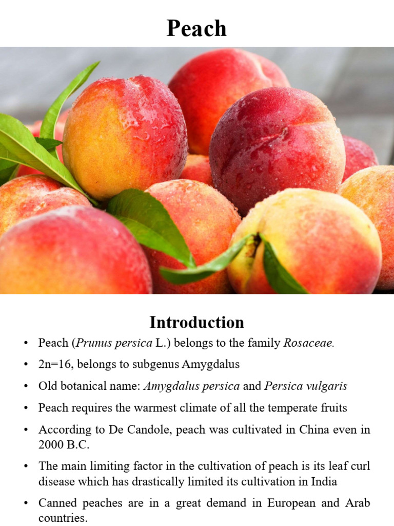 Peach Cultivation and Varieties Guide | PDF | Peach | Pruning
