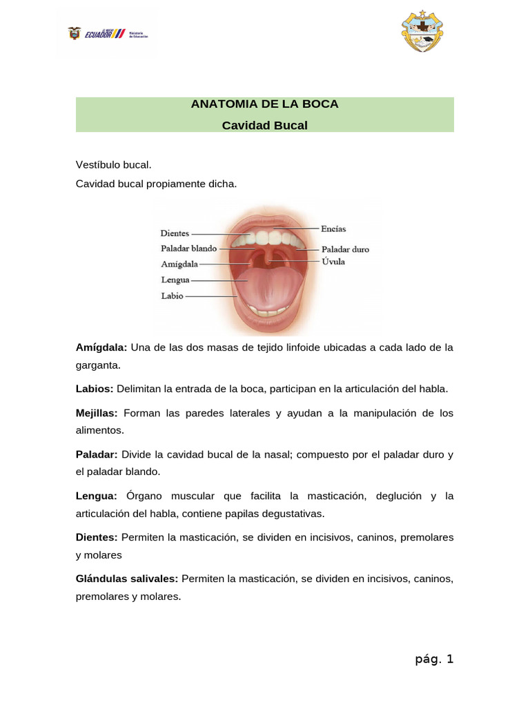 Anatomía de la Boca Humana | PDF | Esófago | Hígado