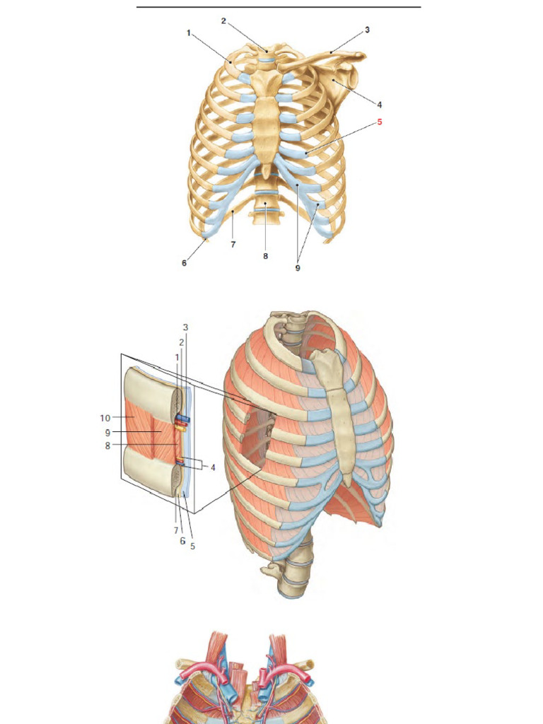 TP Cardio | PDF