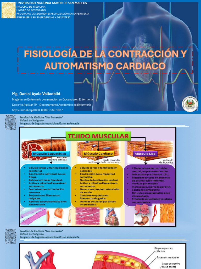 Fisiología de la Contracción Cardíaca | PDF | Músculo | Potencial de acción