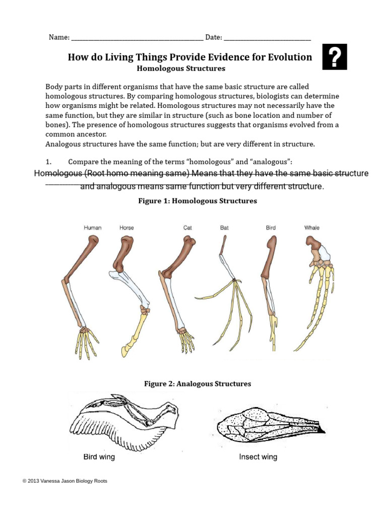 Homologous Structures Lab | PDF | Homology (Biology) | Biology