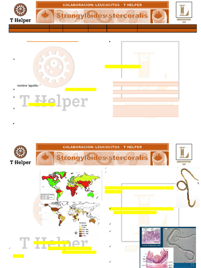 P2-A4. Strongyloides Stercoralis | PDF | Sistema reproductivo | Huevo