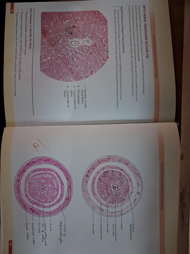 Histology | PDF