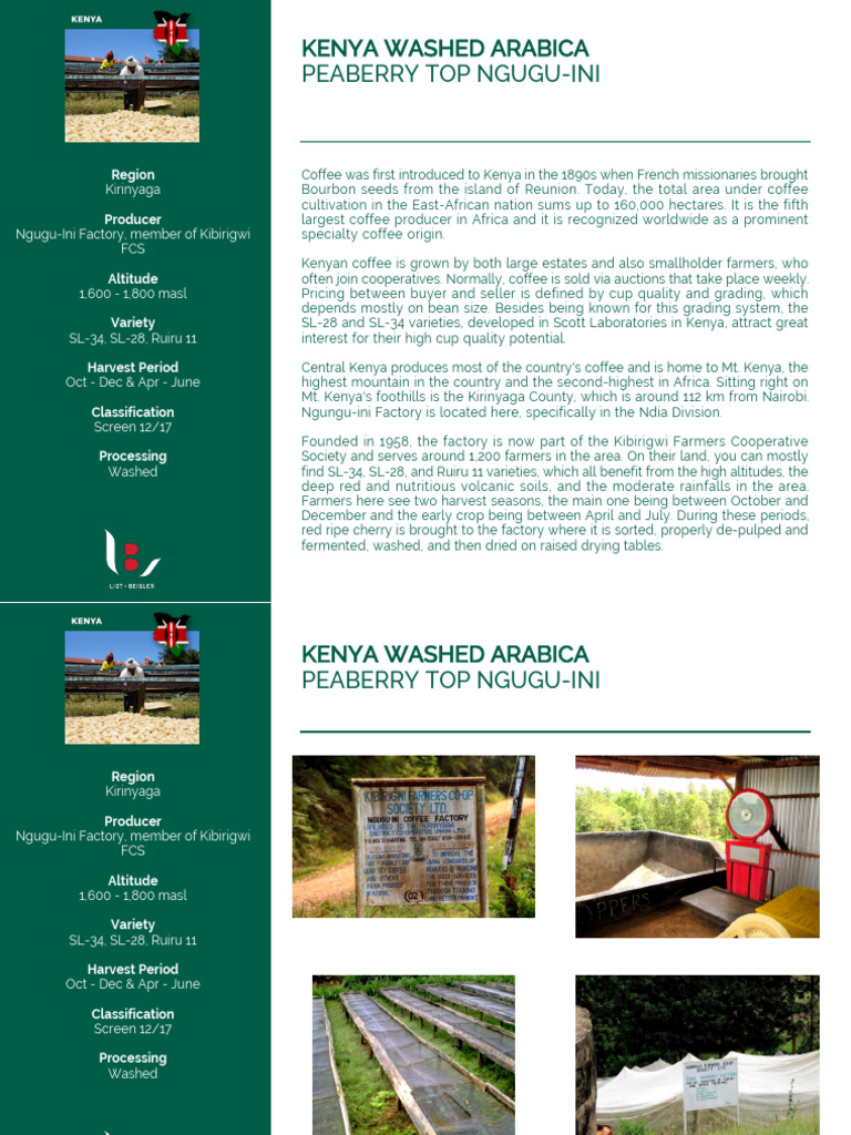 1535 Kenya Kirinyaga Infosheet | PDF | Coffee | Kenya