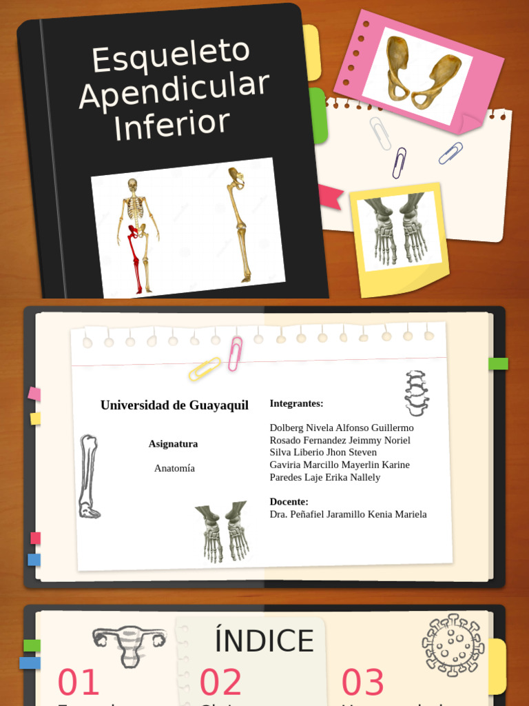 Esqueleto Apendicular 2 | PDF | Pelvis | Rodilla