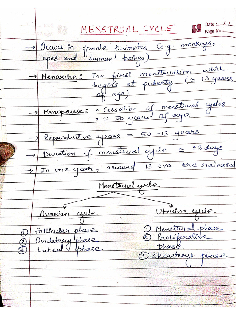 Menstrual Cycle | PDF