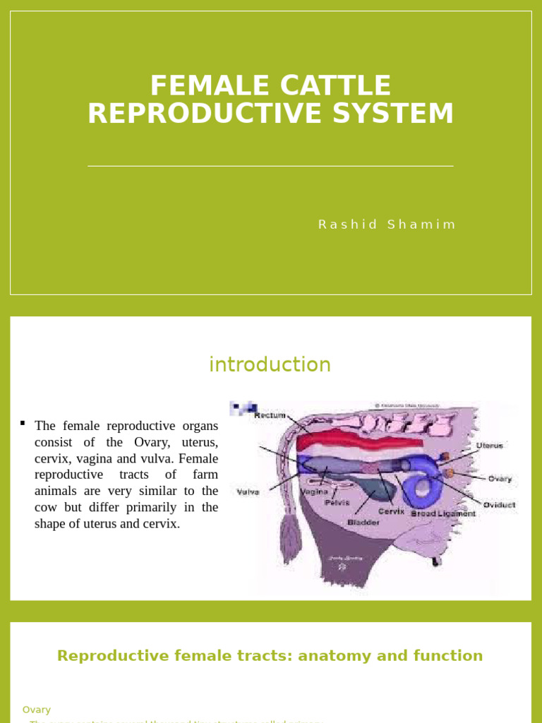 Female Cattle Reproductive Anatomy | PDF | Menstrual Cycle ...