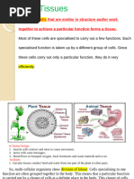Tissues - PPT - Grade 9 | PDF | Epithelium | Tissue (Biology)