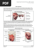 Sheep Heart Dissection Lab Guide | PDF