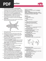 Fetal Pig Dissection: Oral Cavity Guide | PDF | Small Intestine | Larynx