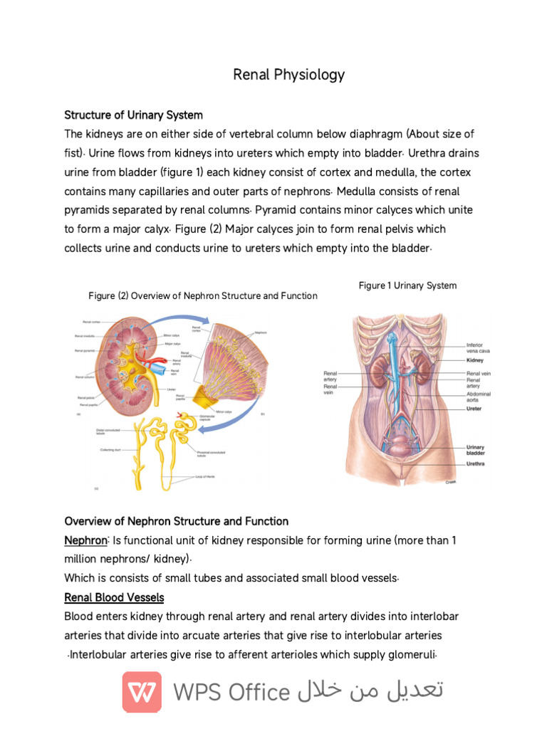 Renal Physiology Autosaved | PDF | Kidney